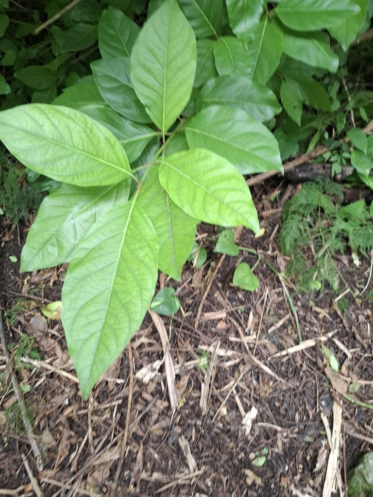 Spiny Fiddlewood from Bottom of Harrington Hundreds Road, Bermuda on ...