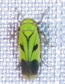 Green Rice Leafhopper from On The Mekong Luangprabang, Laos on October ...