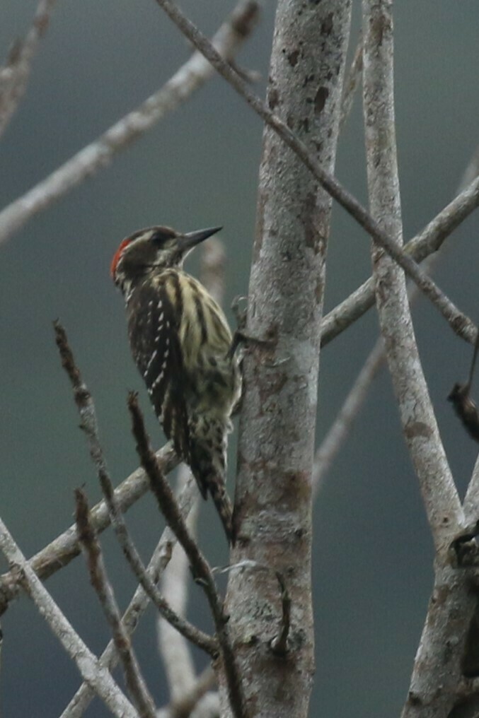 Philippine Pygmy Woodpecker from 953H+HPQ Balinsasayao Twin Lakes ...