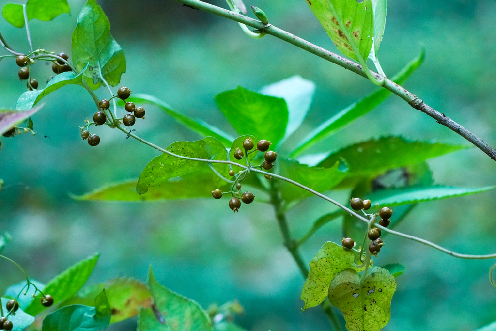 skunk vine from 縄文の森 on November 23, 2024 at 04:09 PM by WATANABE ...