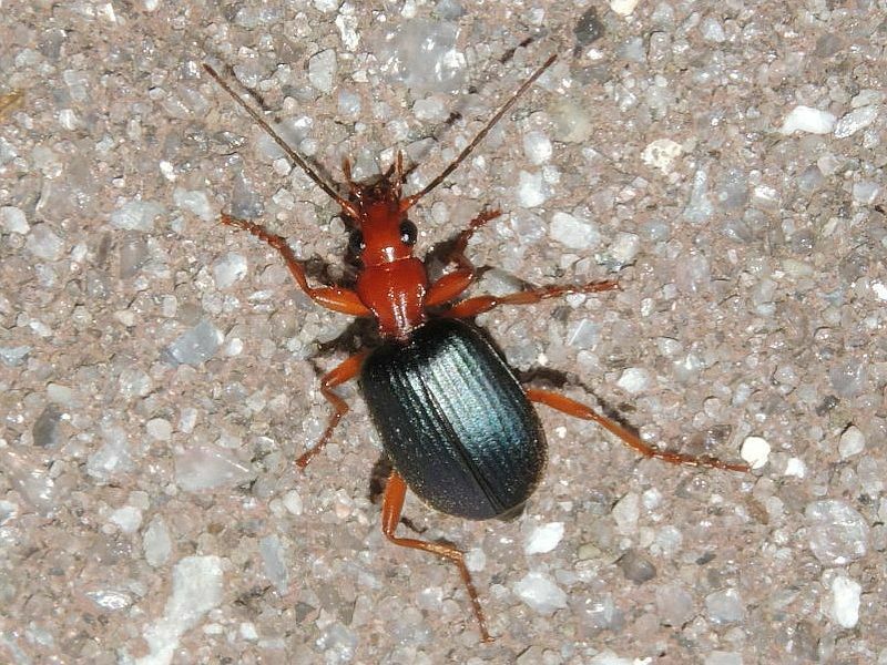 Bombardier Beetles from Jamaica Bay Wildlife Refuge, Queens, NY, USA on ...