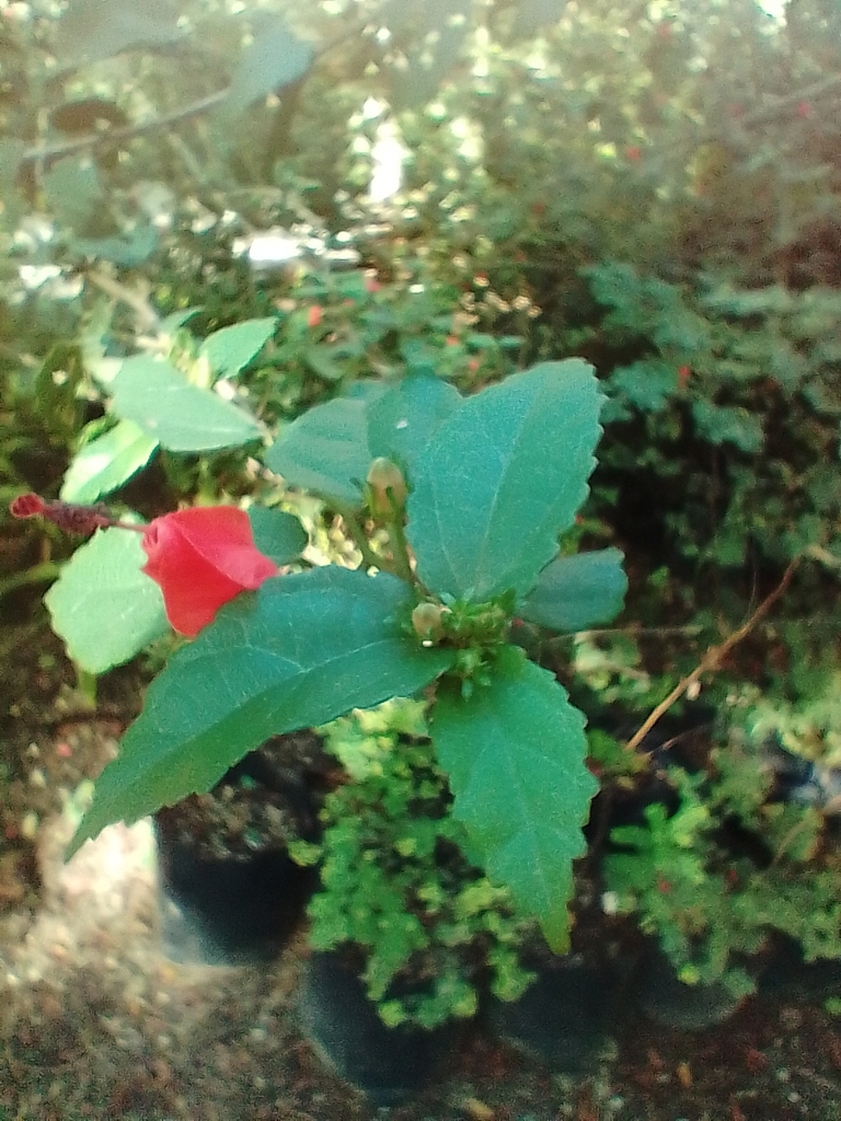 Turk's cap from 77730 Q.R., México on November 23, 2024 at 09:32 AM by Viridiana · iNaturalist