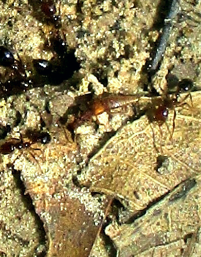 Genus Myrmecosaurus · iNaturalist