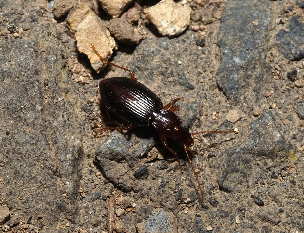 Colpodes from 日本、〒368-0113 埼玉県秩父郡小鹿野町河原沢 on November 23, 2024 at 08:01 ...