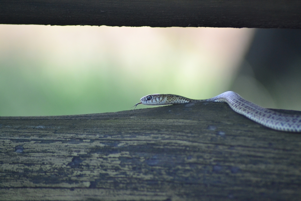 Patagonian Racer from Nueve de Julio, Santa Fe, Argentina on November ...