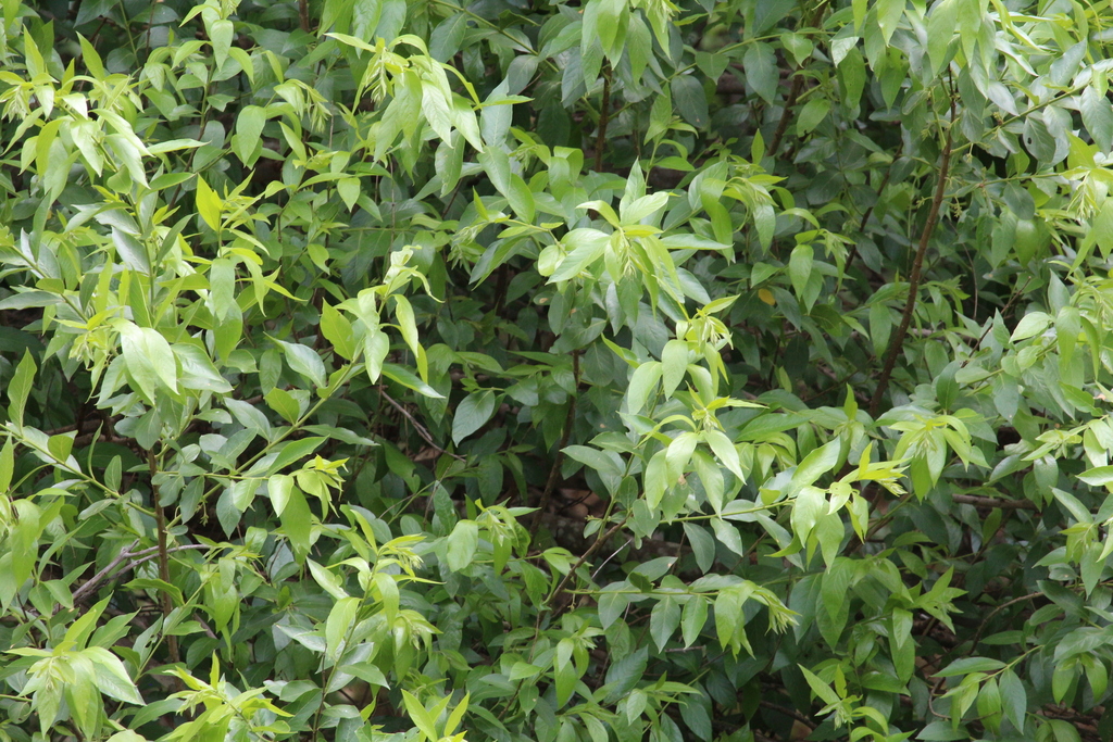 river bushwillow from West Rand District Municipality, South Africa on ...