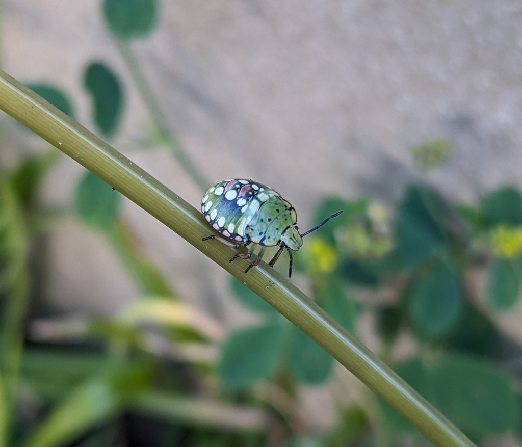 Southern Green Stink Bug from Claremont, Cape Town, 7735, South Africa ...