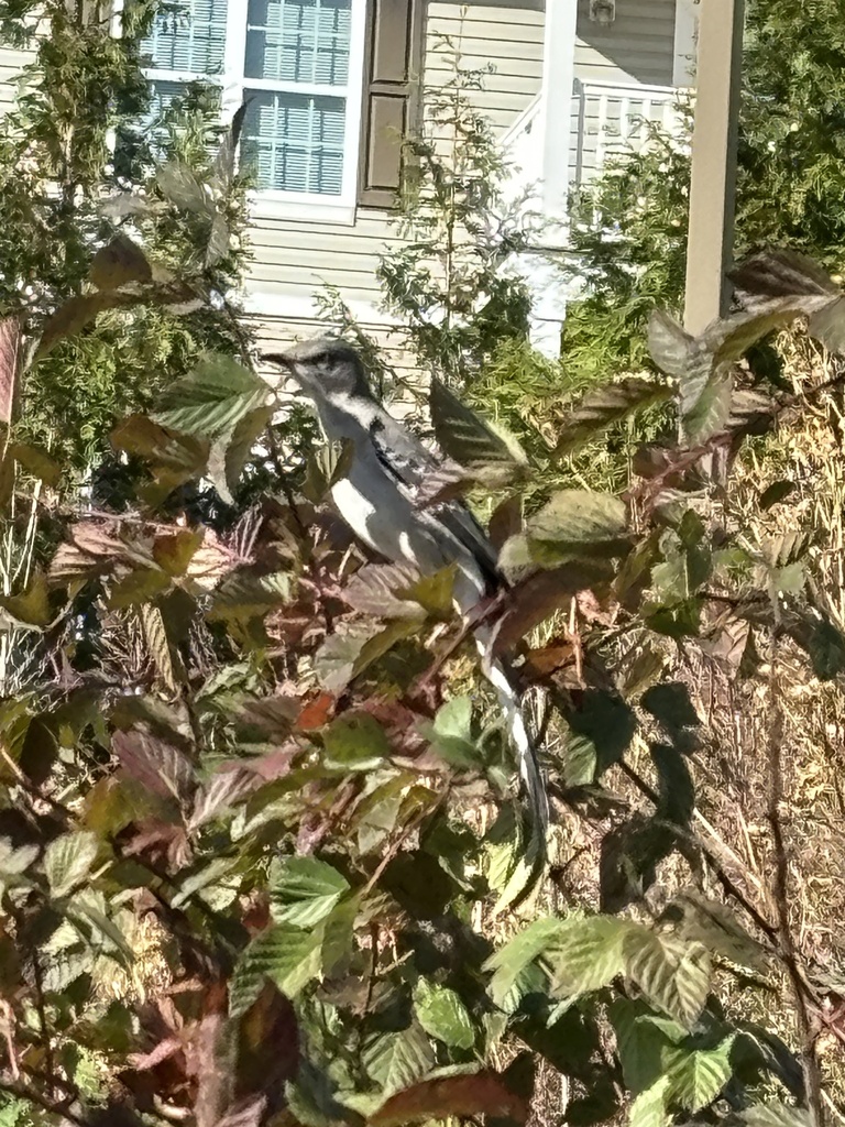 Northern Mockingbird from Monica Blvd, Lynchburg, VA, US on November 23 ...