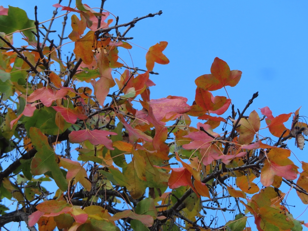 Montpellier Maple from El Segle XX, Terrassa, Barcelona, Espanya on ...