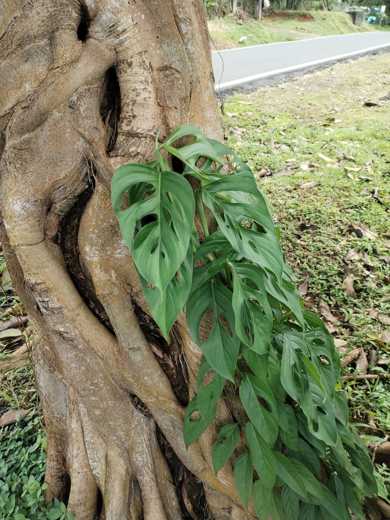 Swiss cheese-plant from 010203, Panamá, Provincia de Panamá, Panamá on ...