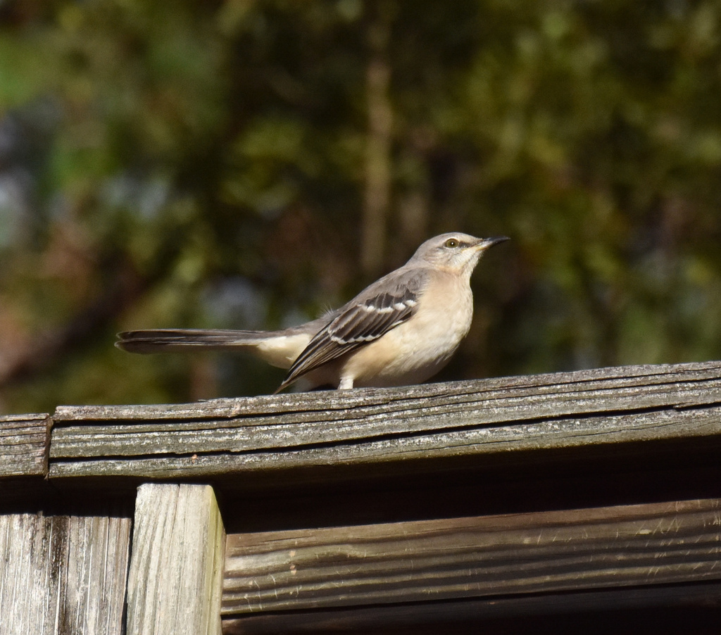 Northern Mockingbird from The University of North Carolina at Chapel ...