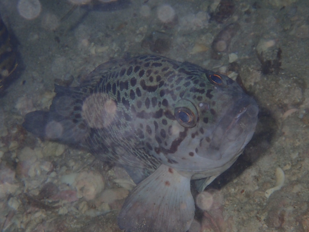 Leopard Wirrah from Indian Ocean, Mindarie, WA, AU on November 23, 2024 ...