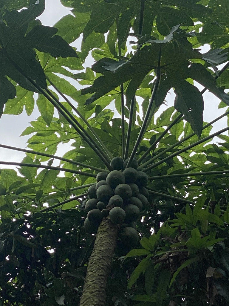 Papaya from Veraguas, PA on November 23, 2024 at 10:46 AM by milyromero ...
