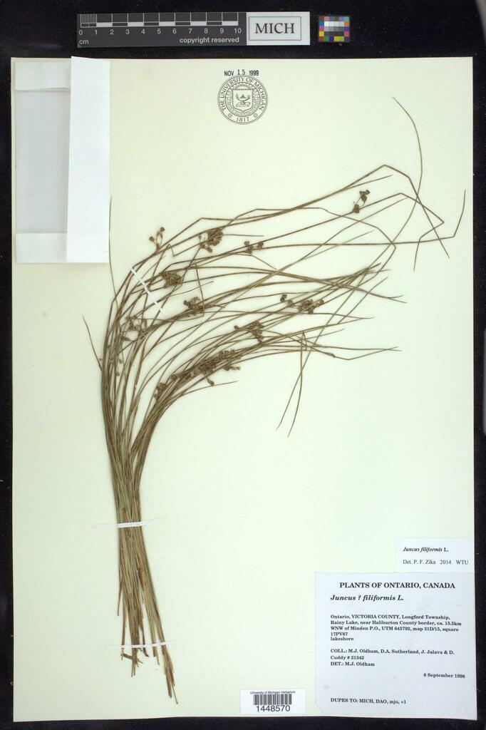 Thread Rush from Canada, Ontario, KAWARTHA LAKES County, Rainy Lake ...