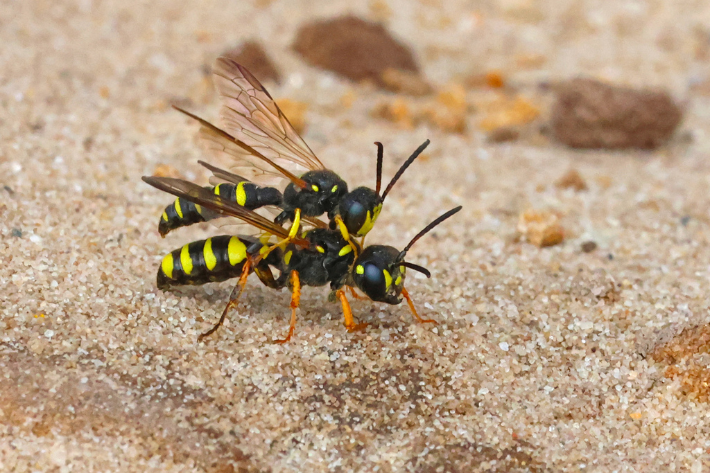 Sand Tailed Digger Wasp from Hampshire, UK on 10 July, 2024 at 03:33 PM ...