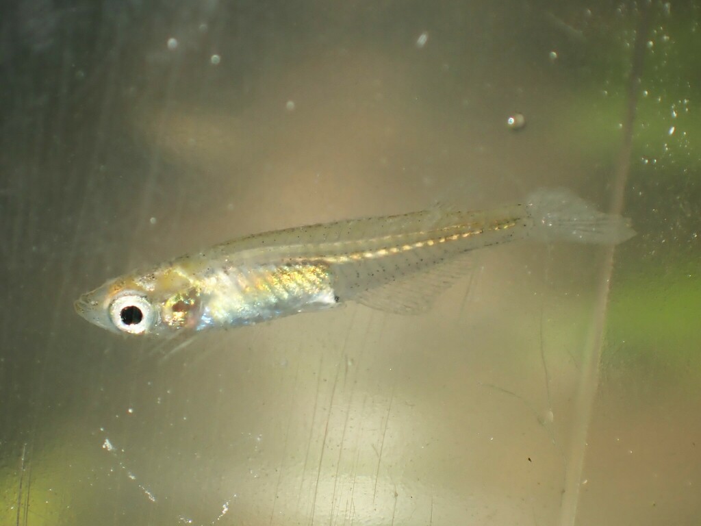 Chinese rice fish in November 2024 by Lupin · iNaturalist