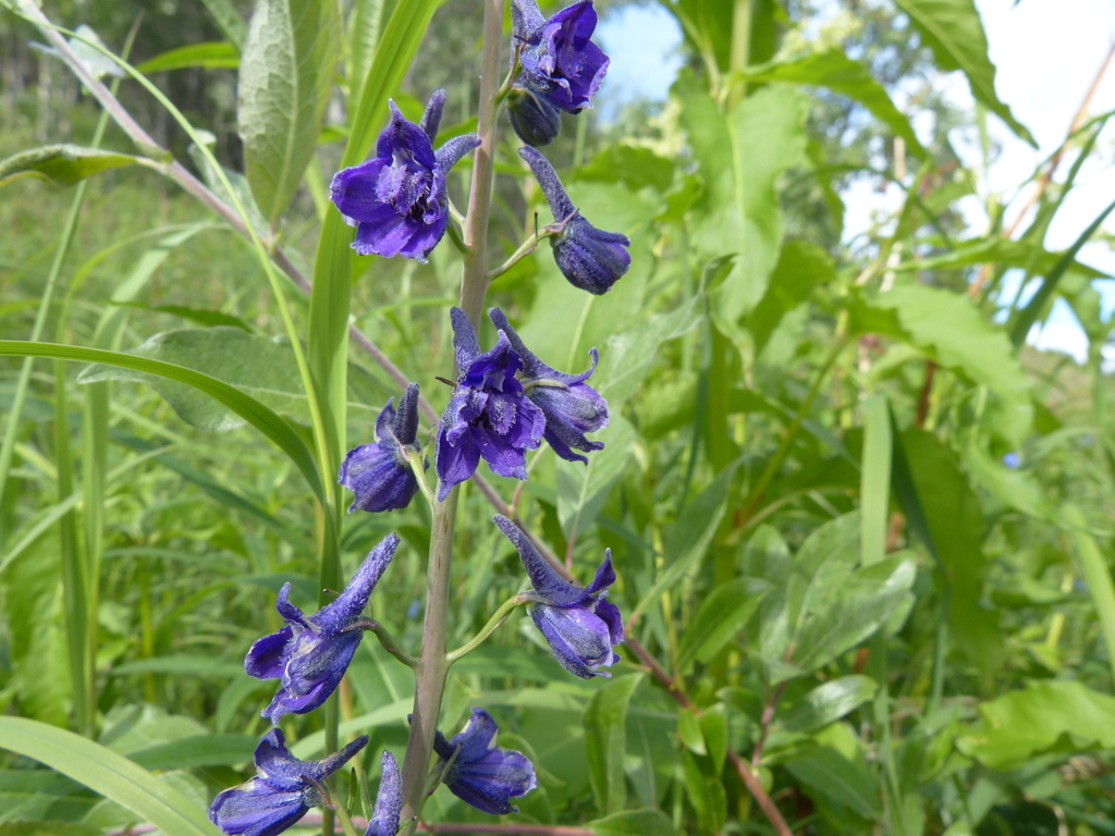 Sierra larkspur from Borough de Denali, Alaska, États-Unis on July 3 ...