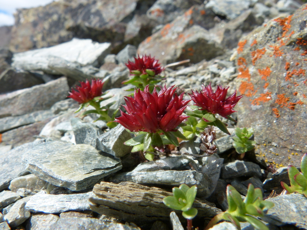 western roseroot from Borough de Denali, Alaska, États-Unis on July 3 ...