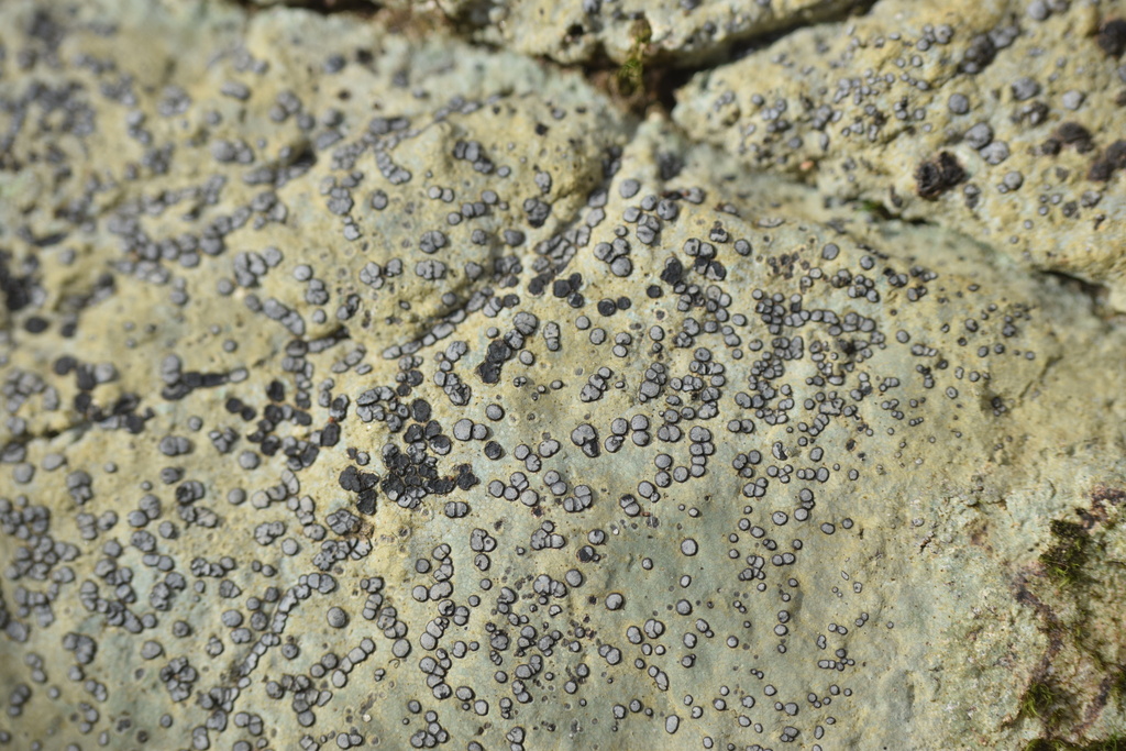 Smokey-eyed Boulder Lichen (Lichen of Pennsylvania ) · iNaturalist
