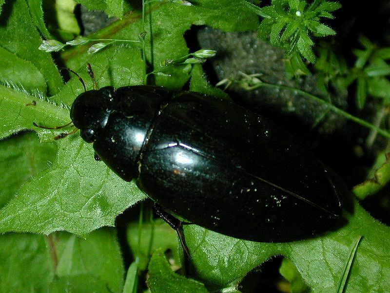 Giant Water Scavenger Beetle from Floyd Bennet Field, Brooklyn, NY, USA ...