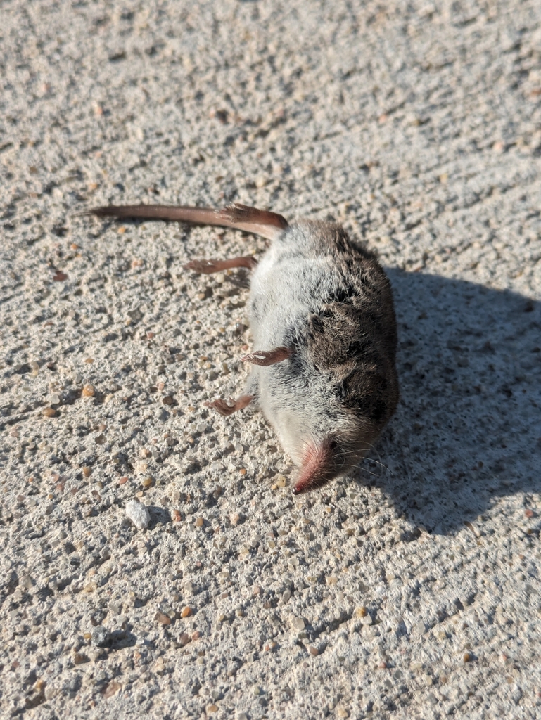 Masked Shrew from Lincoln, NE 68512, USA on November 23, 2024 at 10:20 ...