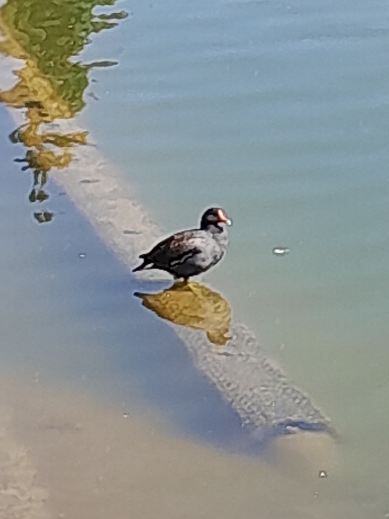 Common Gallinule from Bosque de Chapultepec II Secc, 11100 Ciudad de ...