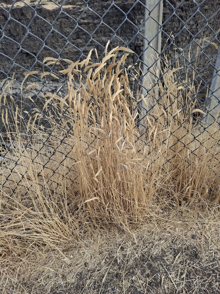 Crested Wheatgrass from Hansen, ID 83334, USA on November 23, 2024 at ...