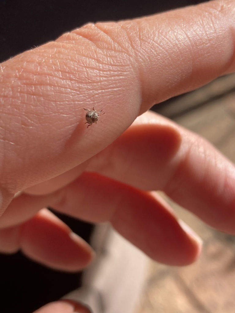 True Bugs from Gazelle Road, Durbanville, Western Cape, ZA on November ...