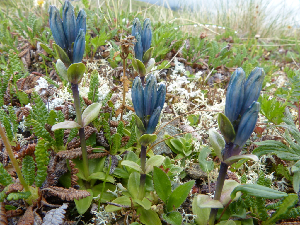 Glaucous Gentian from Borough de Denali, Alaska, États-Unis on July 1 ...