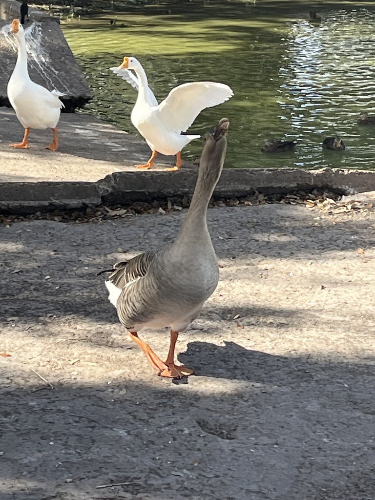 Domestic Swan Goose from Up River Rd, Corpus Christi, TX, US on ...