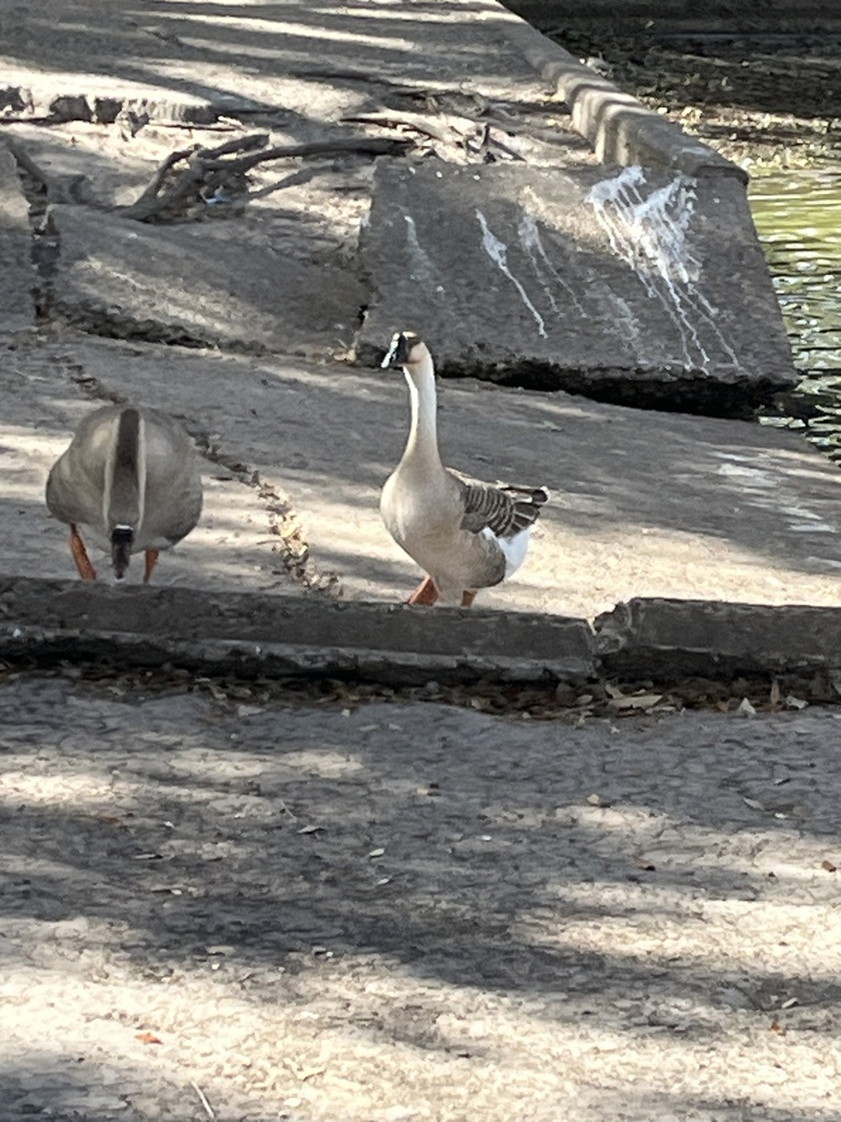 Domestic Swan Goose from Up River Rd, Corpus Christi, TX, US on ...