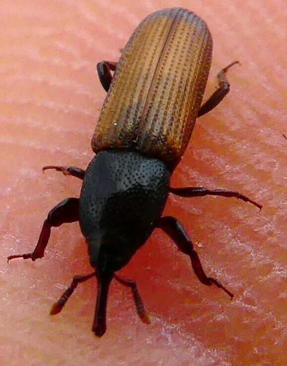 Mesites pallidipennis from Provincia di Ancona, Italia on June 11, 2024 ...