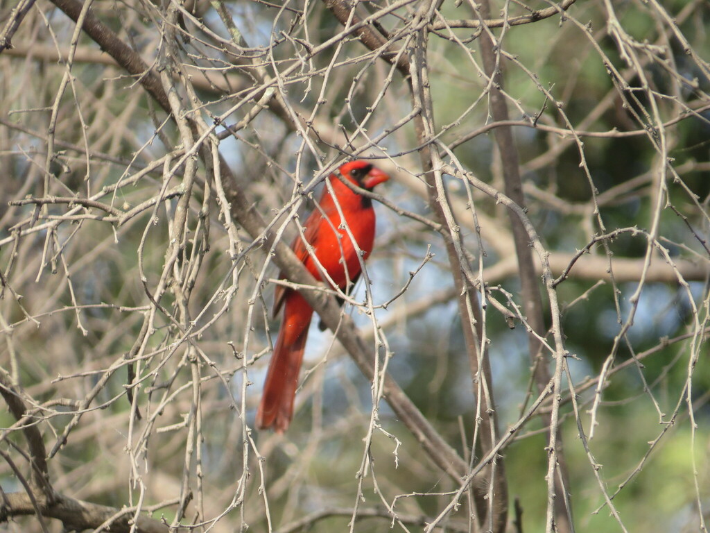 Northern Cardinal from 65556 Villas Campestres, N.L., México on ...