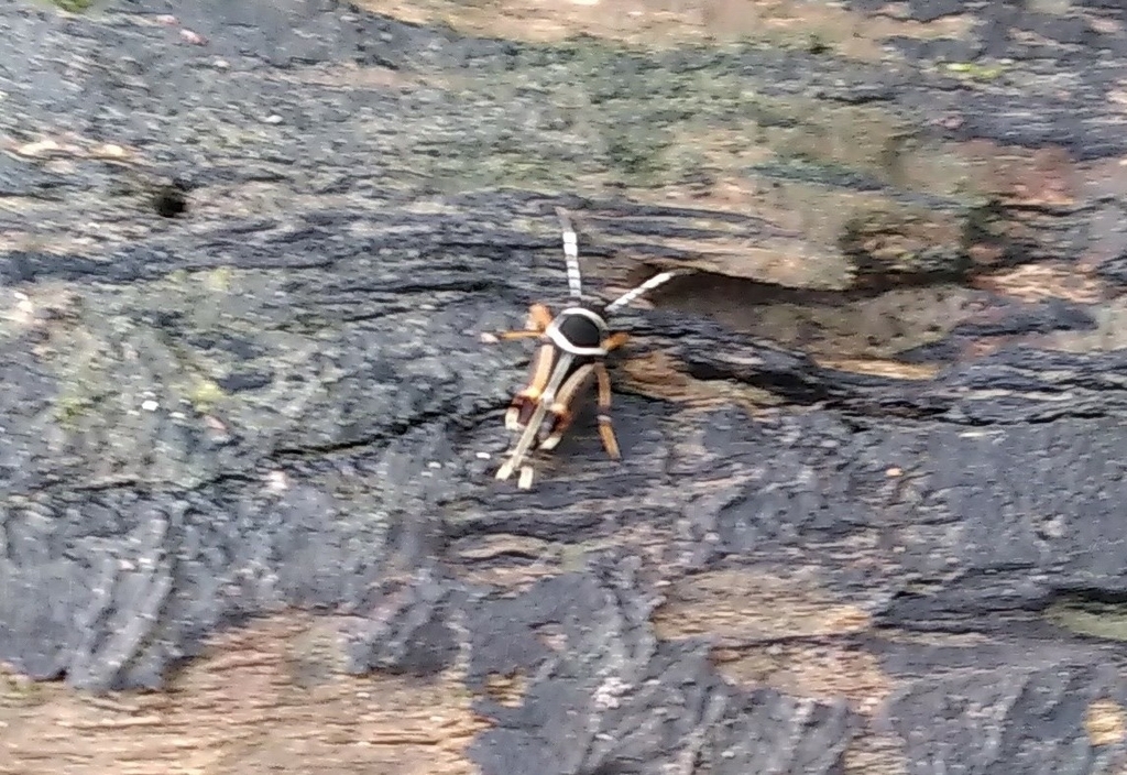 Winged and Once-winged Insects from Soná, Provincia de Veraguas, Panamá ...
