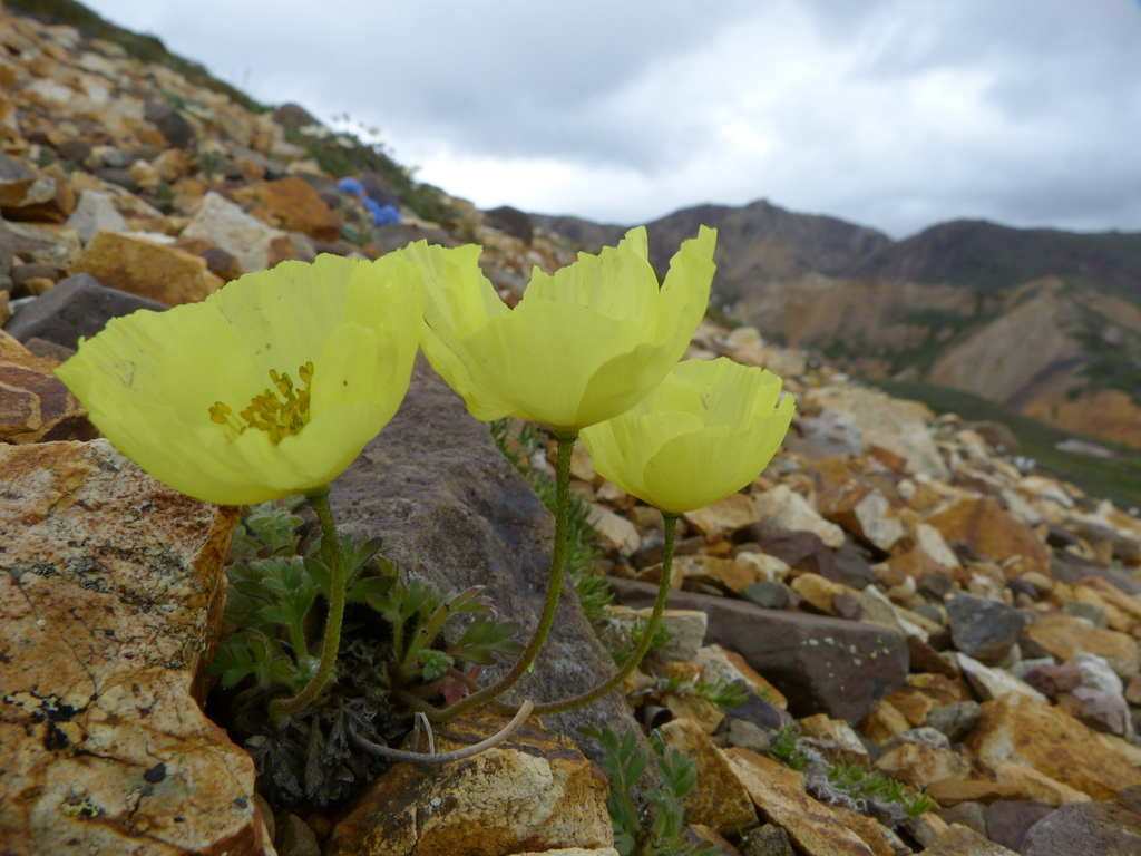 poppies from Borough de Denali, Alaska, États-Unis on June 27, 2012 at ...