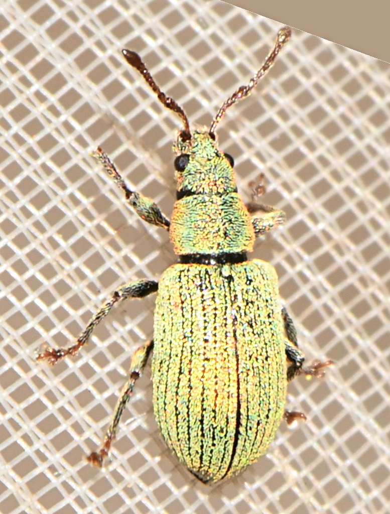 True Weevils from 73600 Moutiers, France on May 13, 2024 at 11:01 AM by ...