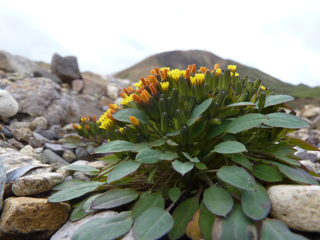 Dwarf Alpine Hawk's-beard from Borough de Denali, Alaska, États-Unis on ...