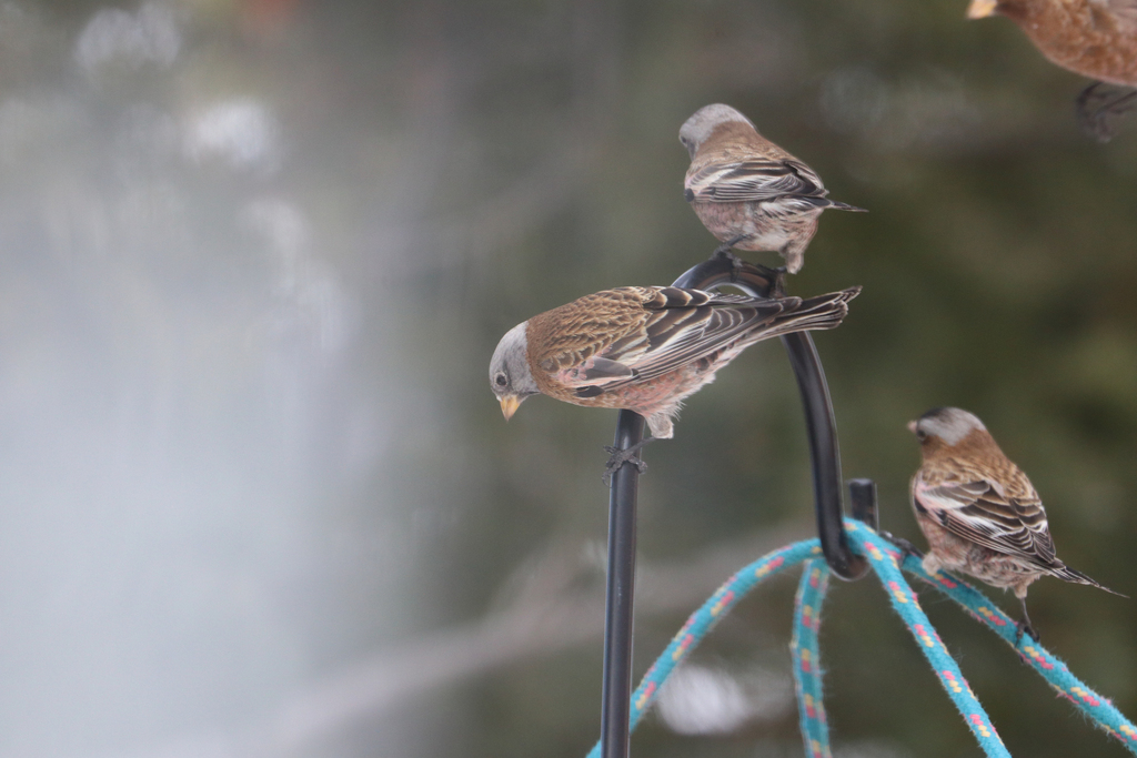 Gray-crowned Rosy-Finch in January 2020 by plantmandrew · iNaturalist