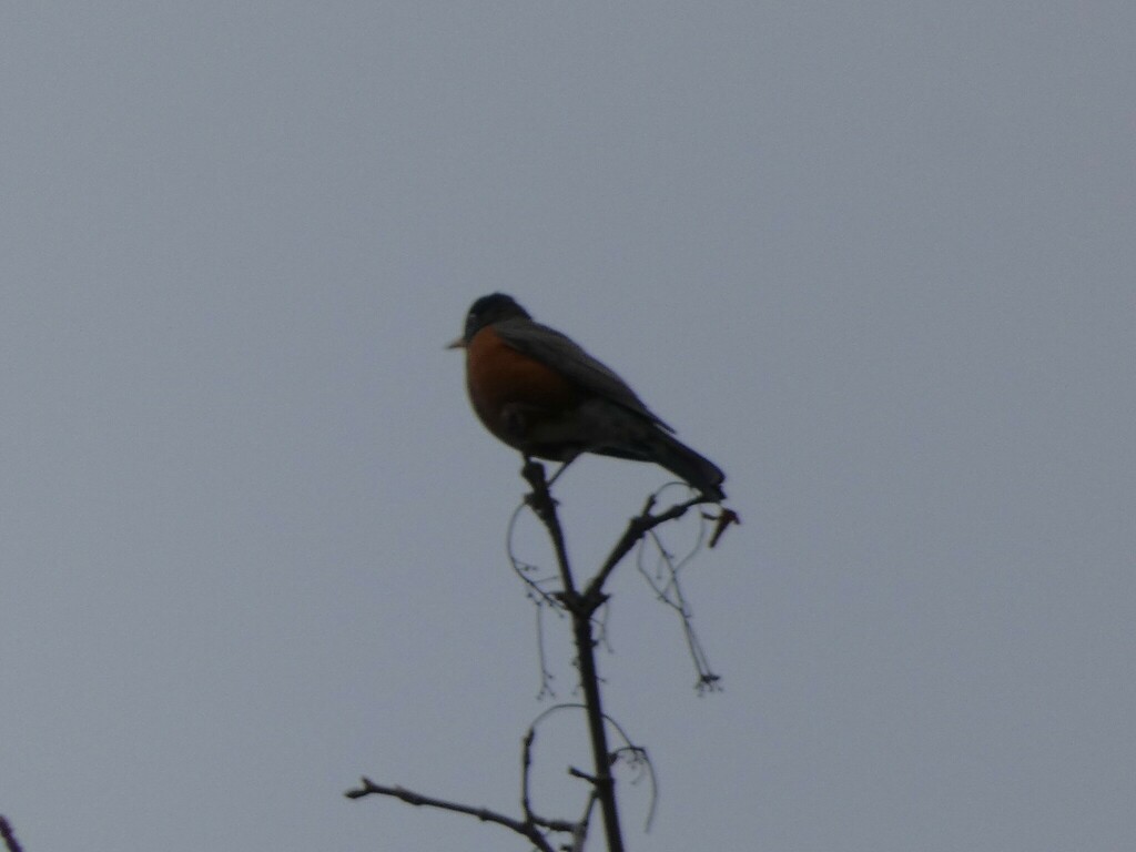 American Robin from North Beach/Blue Ridge, Seattle, WA, USA on ...