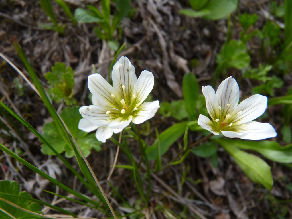 Snowdon Lily from Borough de Denali, Alaska, États-Unis on June 25 ...