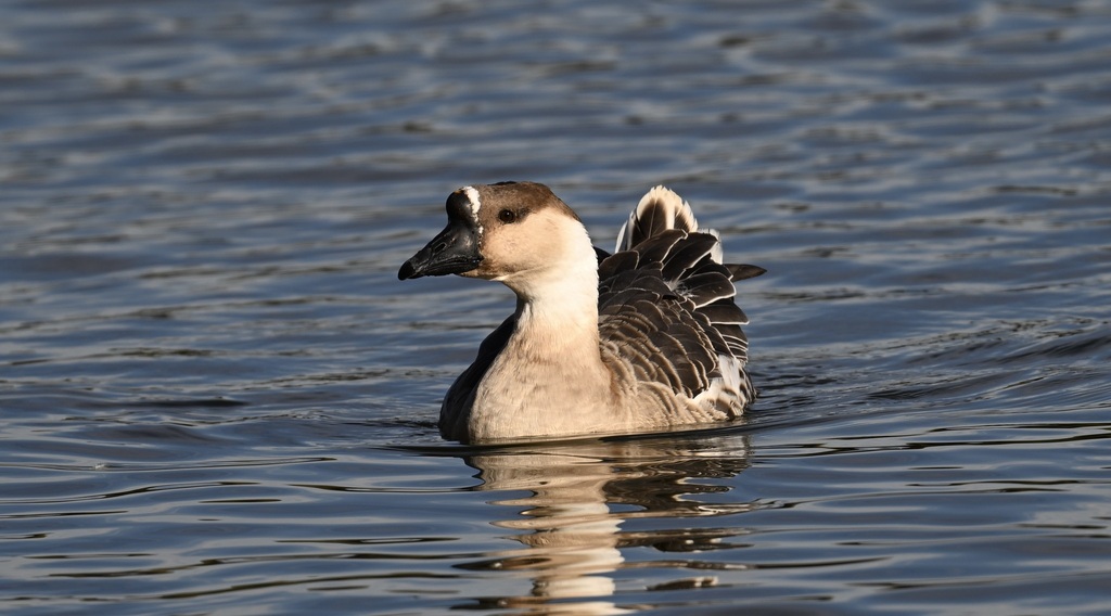 Domestic Swan Goose from Las Vegas, NV, USA on November 20, 2024 at 09: ...