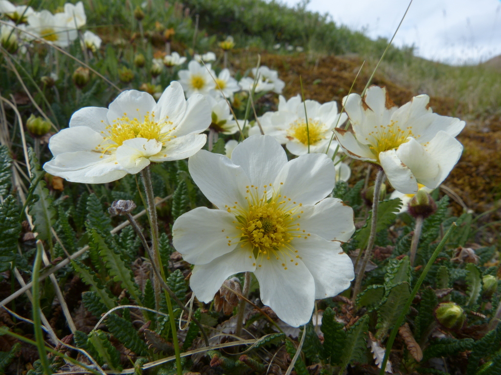 Mountain-Avens from Borough de Denali, Alaska, États-Unis on June 25 ...