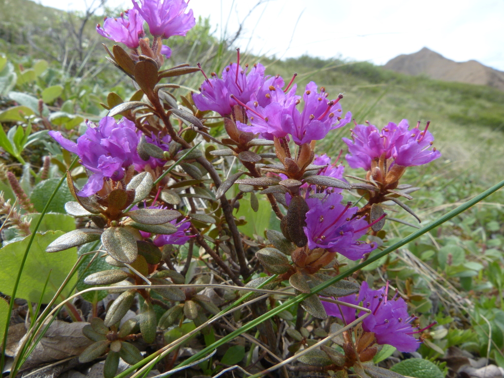Lapland Azalea from Borough de Denali, Alaska, États-Unis on June 25 ...