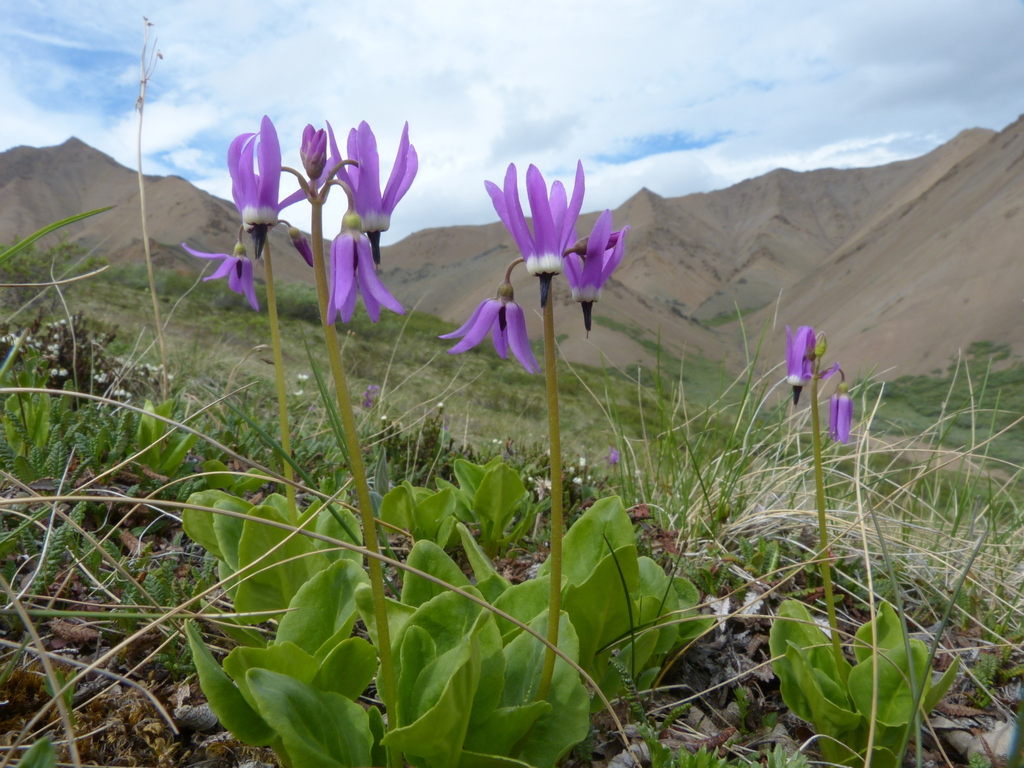 Northern Shooting Star from Borough de Denali, Alaska, États-Unis on ...