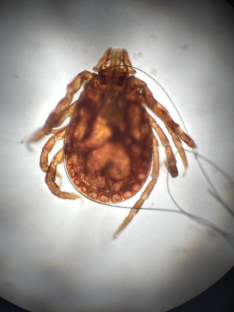 Rabbit Tick from Peggy Notebaert Nature Museum, Chicago, IL, US on ...