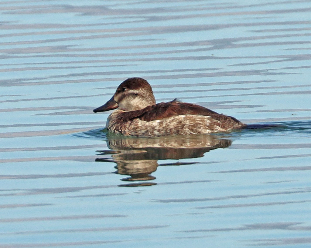 Ruddy Duck from Westside Development, Tucson, AZ 85713, USA on November ...