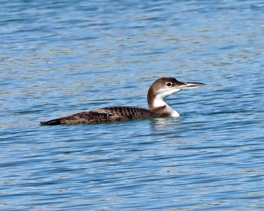 Common Loon from Westside Development, Tucson, AZ 85713, USA on ...