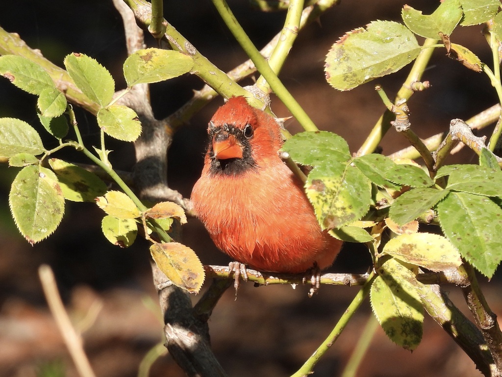 Northern Cardinal from Flower Mound, TX, USA on November 23, 2024 at 11 ...