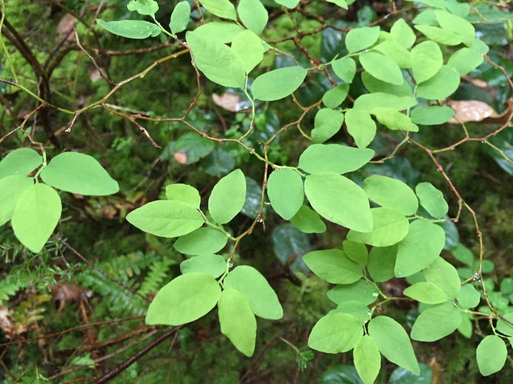 Oval-leaf Blueberry from Metro Vancouver, BC, Canada on April 22, 2016 ...