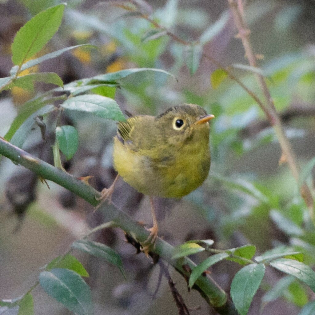 Whistler's Warbler from Thimphu, Bhutan on November 2, 2024 by William ...